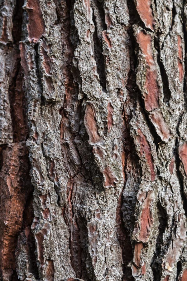 Beautiful Natural Background of Tree Bark. Stock Image - Image of moss ...