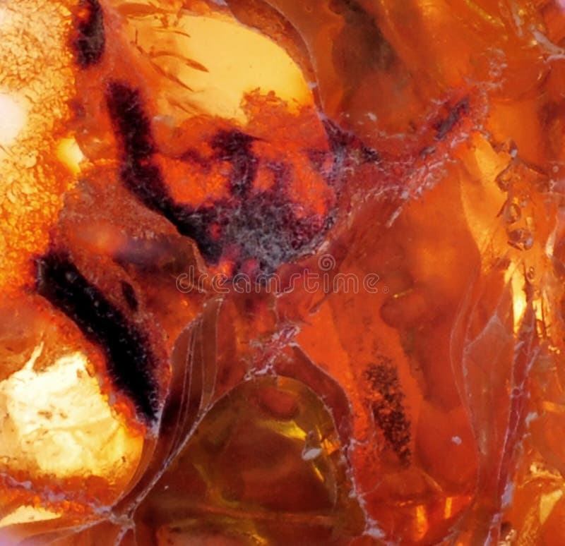 Baltic amber stock image. Image of trees, years, amber - 36235315