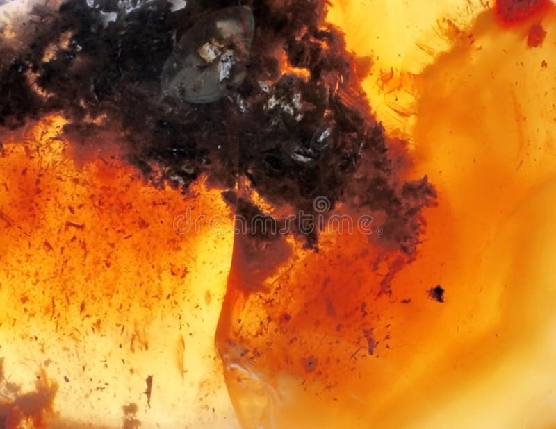 Beautiful Natural Baltic Amber Stock Image - Image of green, resin ...