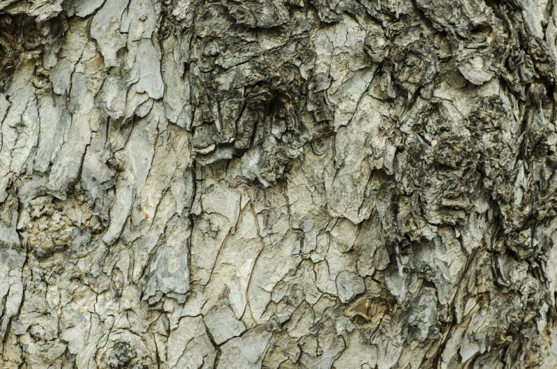 Beautiful Natural Bark Pattern Stock Image - Image of board, surface ...