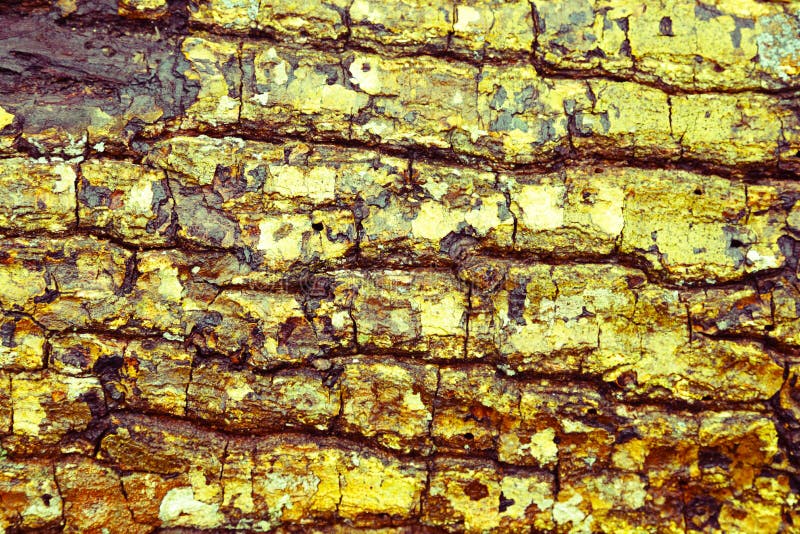 Beautiful Natural Bark Pattern Stock Image - Image of floor, bark ...