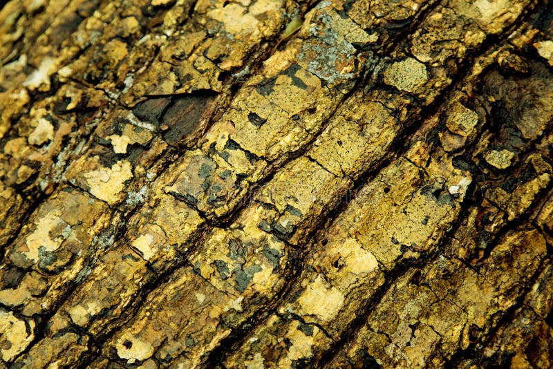 Beautiful Natural Bark Pattern Stock Photo - Image of exterior, design ...