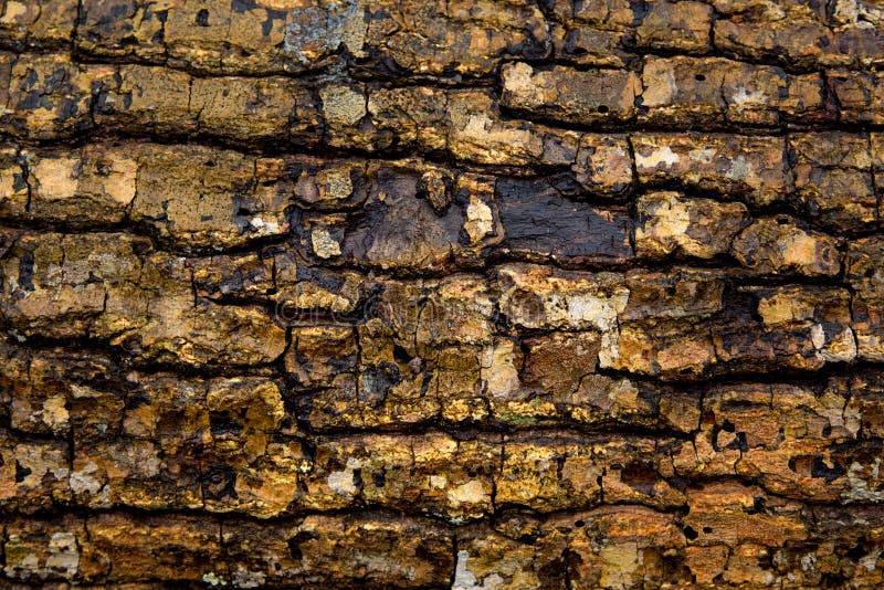 Beautiful Natural Bark Pattern Stock Image - Image of exterior, bark ...