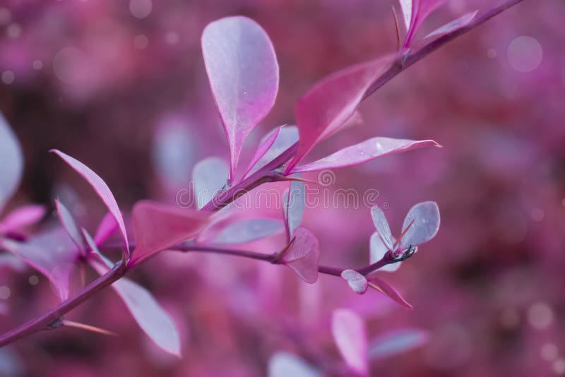 Natural branch . stock image. Image of branch, natural - 212445445