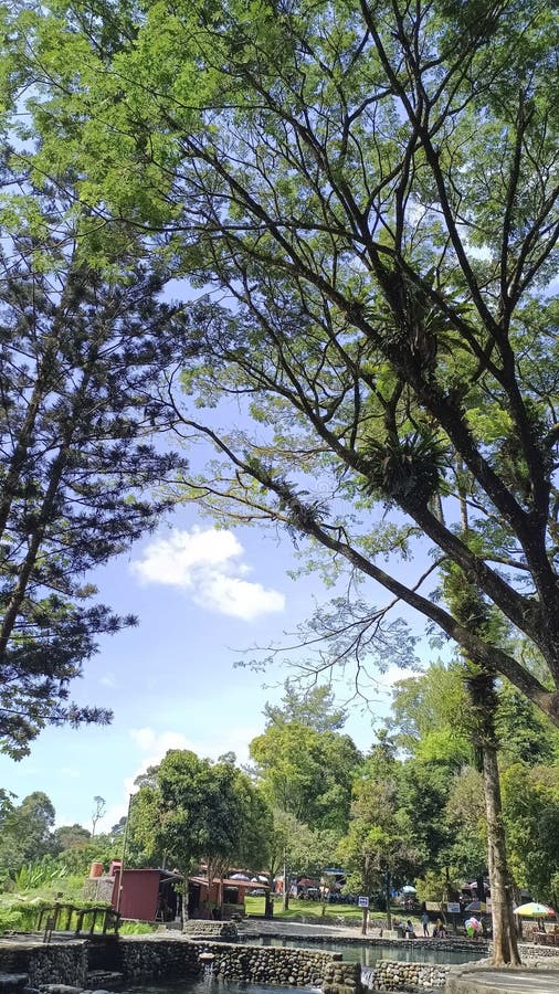 The Beautiful Natural Charm between Two Trees that Touch Each Other ...