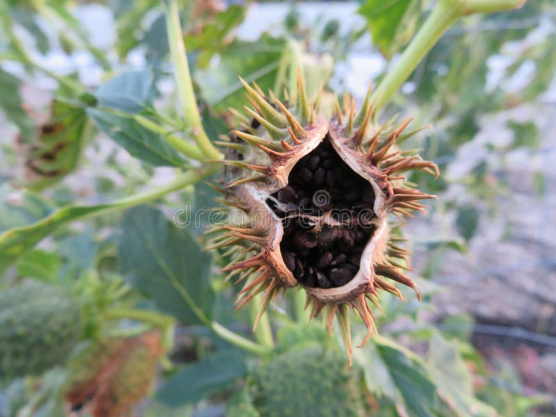 Beautiful Natural Chestnut Case in Tree with Skewers Stock Image ...