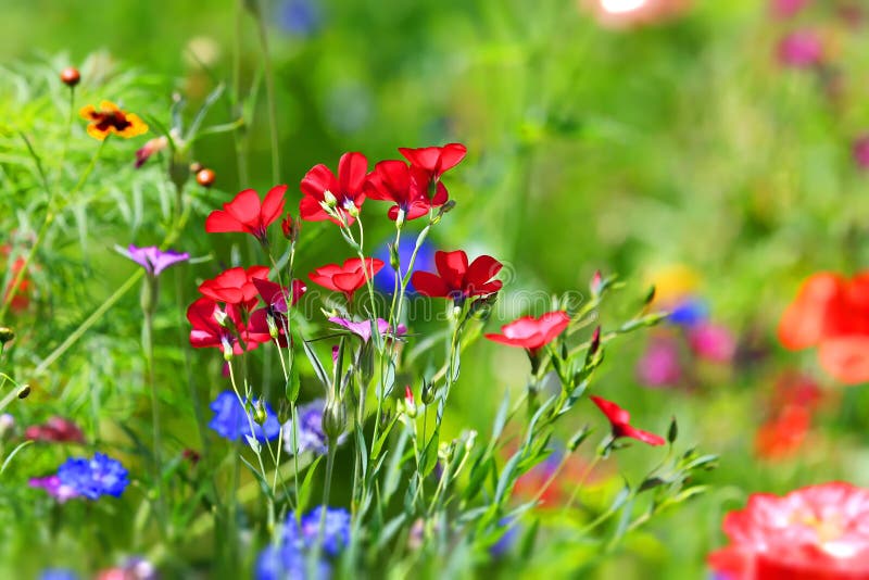 Colorful flower meadow stock image. Image of beauty - 198155821