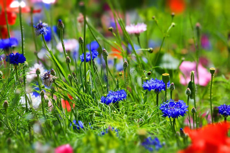 Colorful flower meadow stock photo. Image of meadow - 198155836