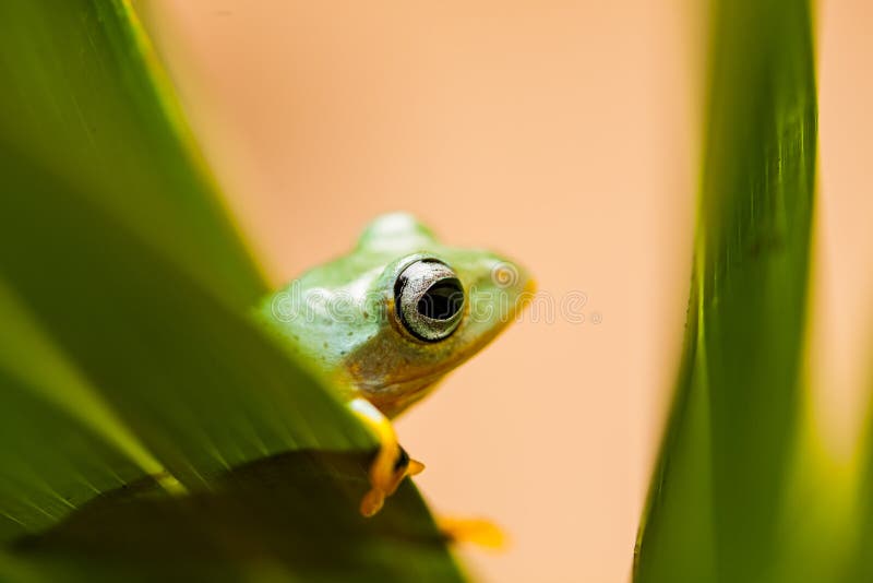 Beautiful Natural Concept with Exotic Frog Stock Photo - Image of ...