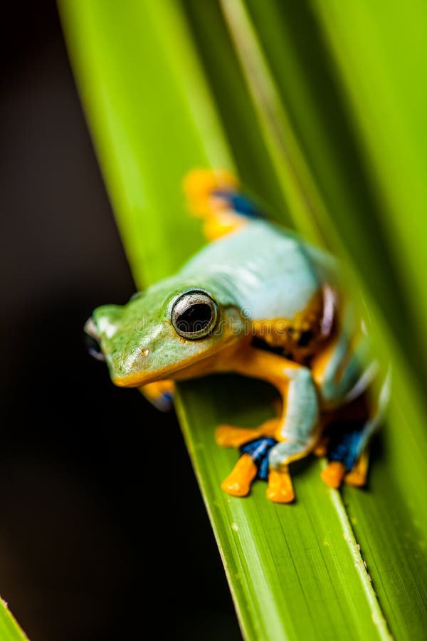 Beautiful Natural Concept with Exotic Frog Stock Image - Image of ...