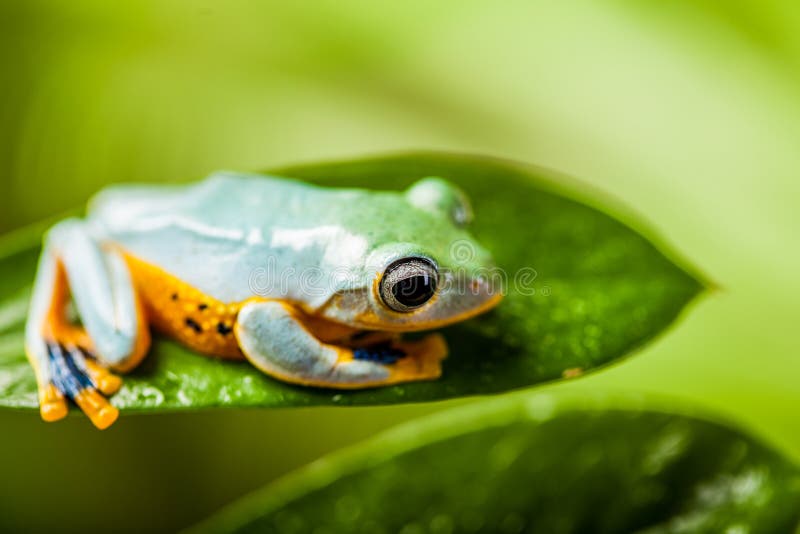 Beautiful Natural Concept with Exotic Frog Stock Photo - Image of cool ...