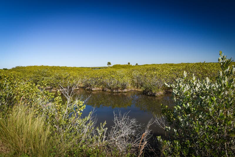 Beautiful and Natural Florida Stock Image - Image of east, nature ...