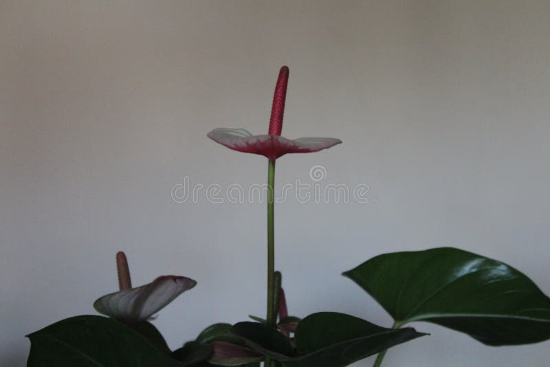 Beautiful Natural Flower that Decorates with Its Intense Colors Stock ...