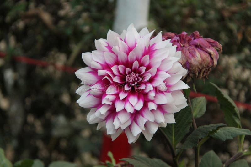 Beautiful Natural Flower in Flower Garden Stock Image - Image of ...