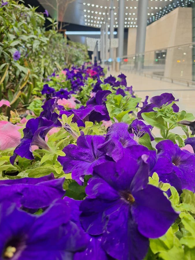 Beautiful of Natural Flowers of Kingdom of Bahrain Stock Photo - Image ...