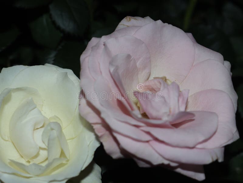 Beautiful Natural Flowers Roses Aromas Delicate Smells Stock Image ...