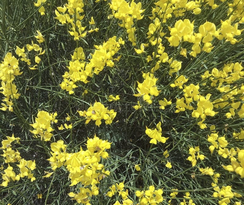 Beautiful Natural Flowers - Yellow Color Stock Photo - Image of ...