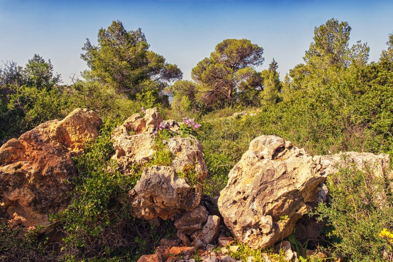 Beautiful Natural Forest Landscape with Big Stones Stock Image - Image ...