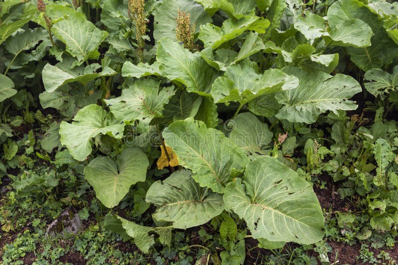 Beautiful, Natural and Fresh Collards. Stock Photo - Image of turkey ...