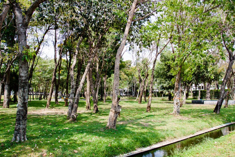 Beautiful Natural Garden Decorate View Stock Photo - Image of tree ...