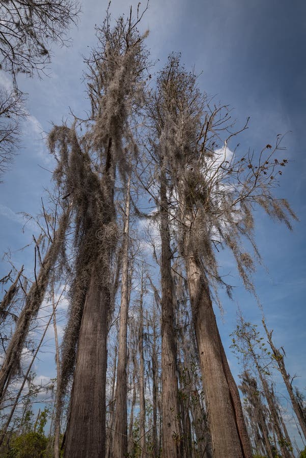 Gorgious Tall Trees with Spanish Moss Stock Image - Image of coast ...