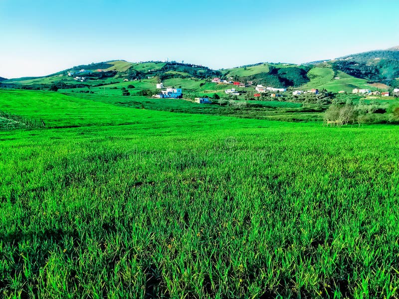 Beautiful Natural Grass Field in Summer Season Stock Image - Image of ...