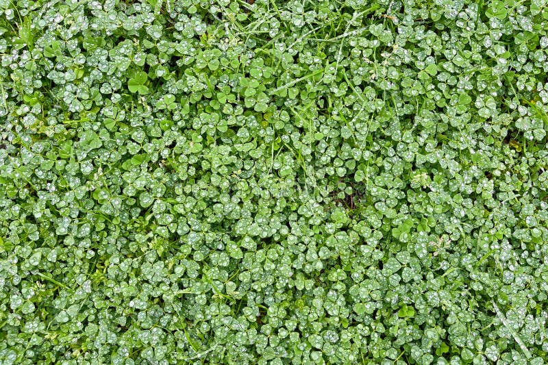 Beautiful Natural Green Grass Background, Top View Stock Photo - Image ...