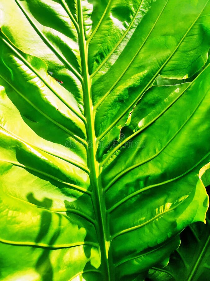 Beautiful Natural Green Leaves Background Stock Image - Image of ...