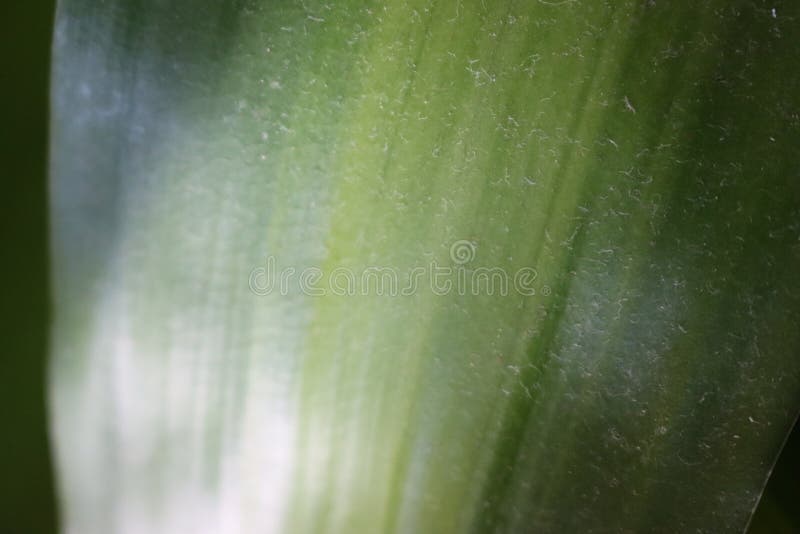 Beautiful Natural Green Plank Sheet that Purifies the Air Stock Image ...