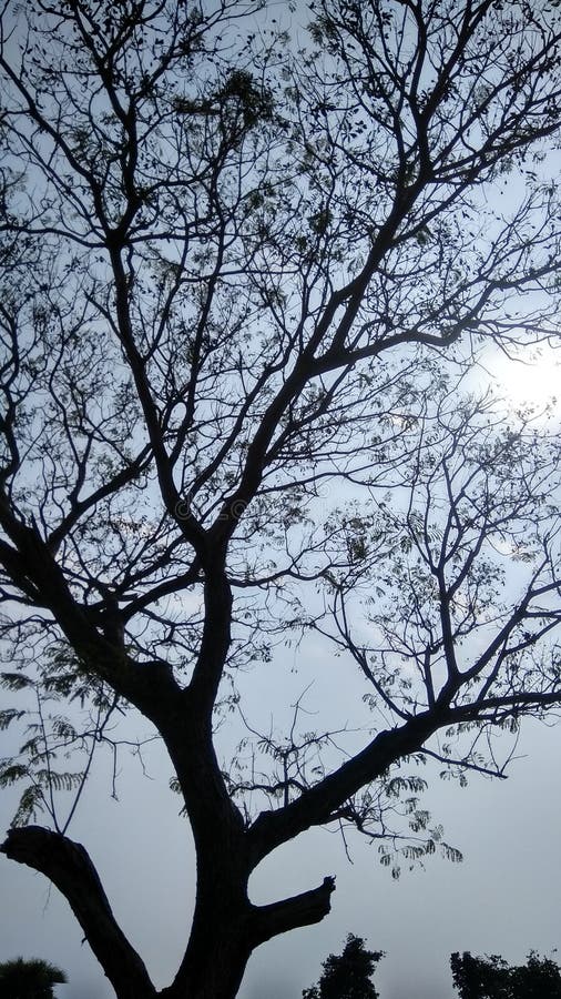 Beautiful Natural Indian Tree Near Rood Stock Image - Image of road ...