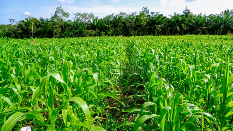Beautiful Natural Landscape Featuring Expansive Corn Fields Stock Photo ...