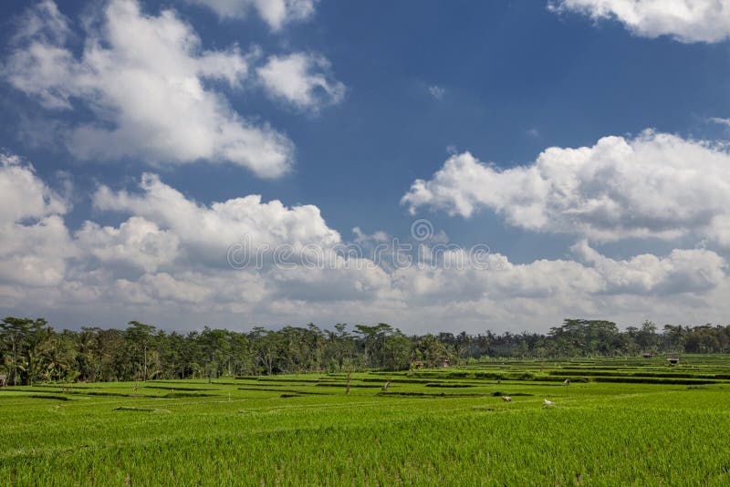 Beautiful Natural Landscape, Green Rice Field Stock Photo - Image of ...