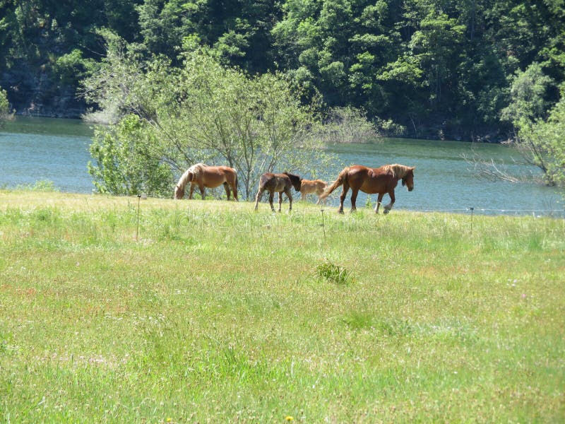 Beautiful Natural Landscape Vegetation Animals Mountains Sky Stock ...