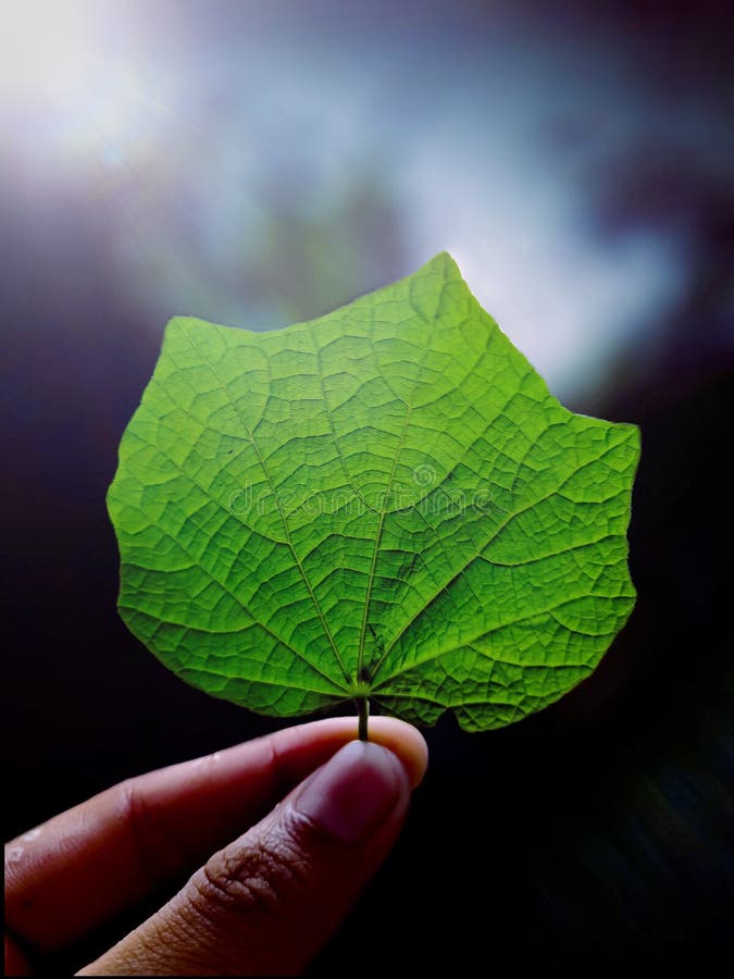 Beautiful Natural Leaf.Natural Leaf Photo Stock Image - Image of ...