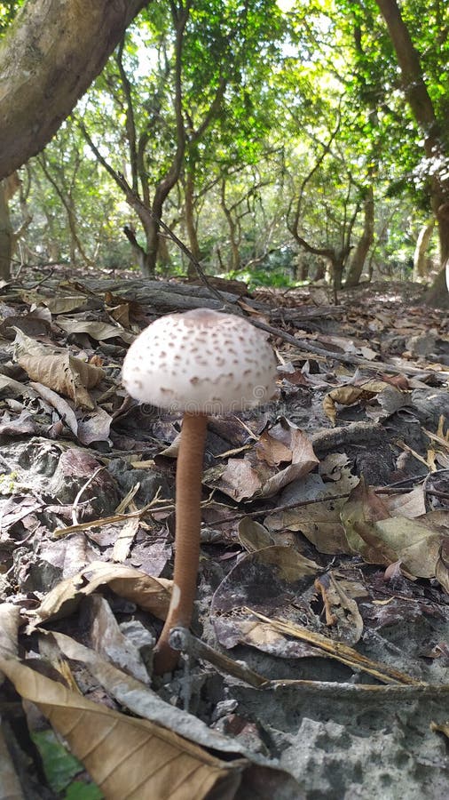 Mushrum stock image. Image of nice, mushrum, forest, nature - 60948713