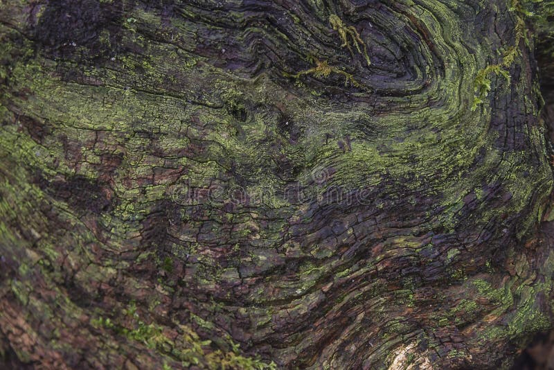 Beautiful Natural Old Tree Background Stock Photo - Image of tree ...