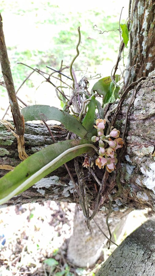 A Beautiful Natural Orkid in the Plant Stock Image - Image of ...