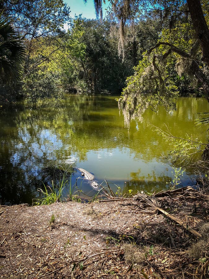 Beautiful and natural Park stock photo. Image of landscape - 211864920