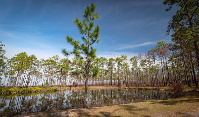 Beautiful and natural Park stock image. Image of grass - 212224497