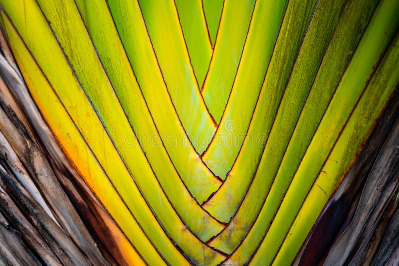 Beautiful Natural Pattern Form by Plants in Color Stock Photo - Image ...