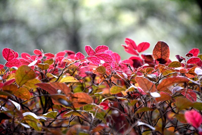 Beautiful Natural Red Leaves Stock Photo - Image of plants, leaf: 59041190