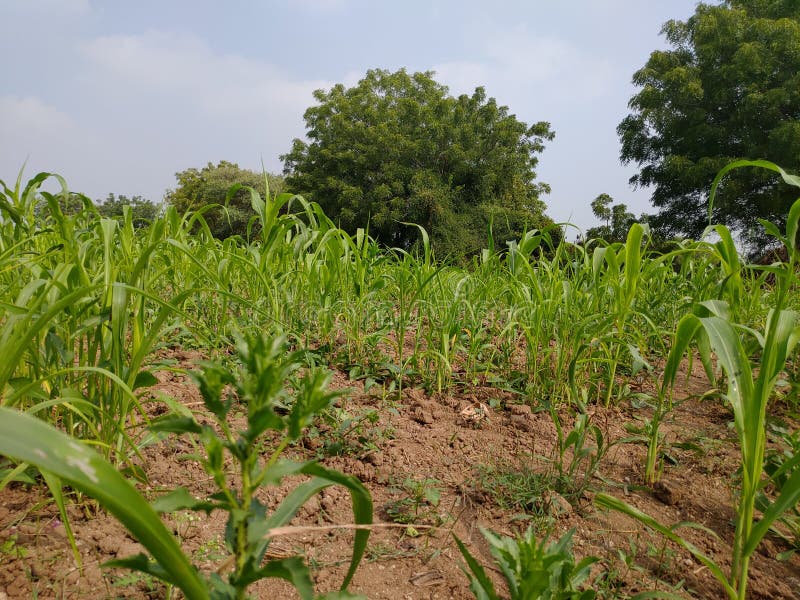 This Beautiful Natural Scene of Crops Landscape Stock Image - Image of ...