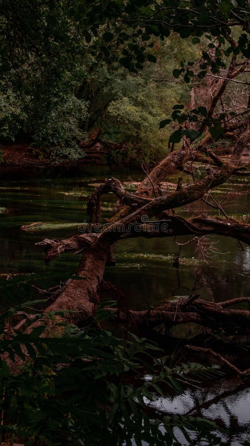 Beautiful Natural Scene of the Fallen Tree on the River, Vertical Stock ...