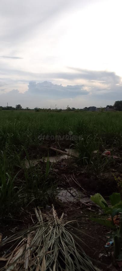 The Beautiful Natural Scenery in the Background of the Expanse of Rice ...