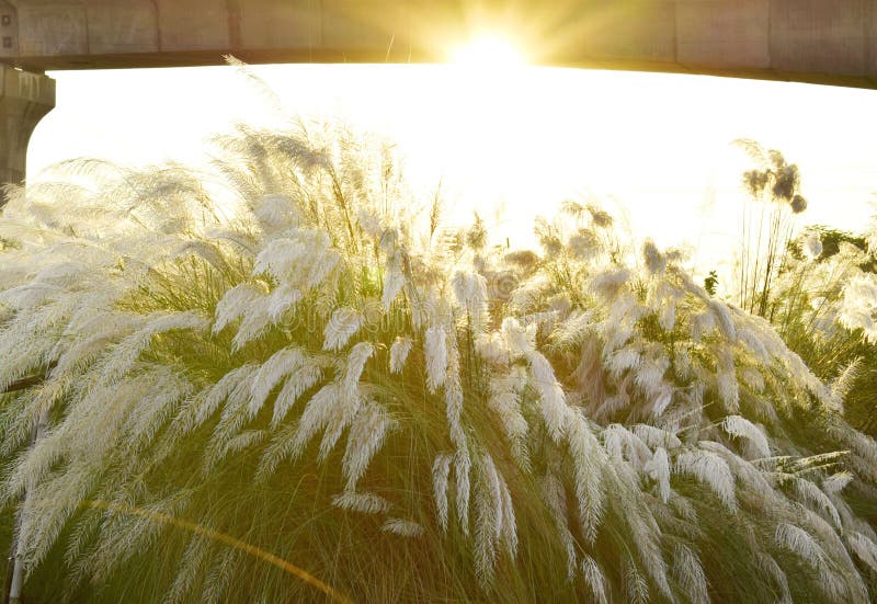 A Beautiful Natural Scenery with Catkin Flower with Sun Background ...