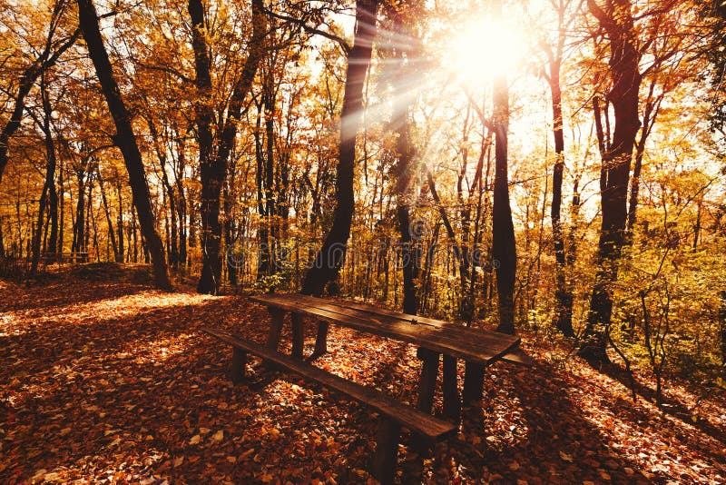 Beautiful Natural Scenery in Forest during Fall Stock Photo - Image of ...