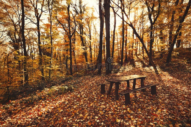 Beautiful Natural Scenery in Forest during Fall Stock Image - Image of ...