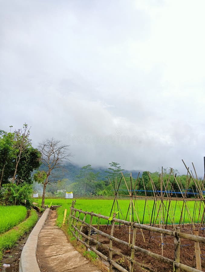 Beautiful Natural Scenery of Rice Fields Stock Image - Image of ...