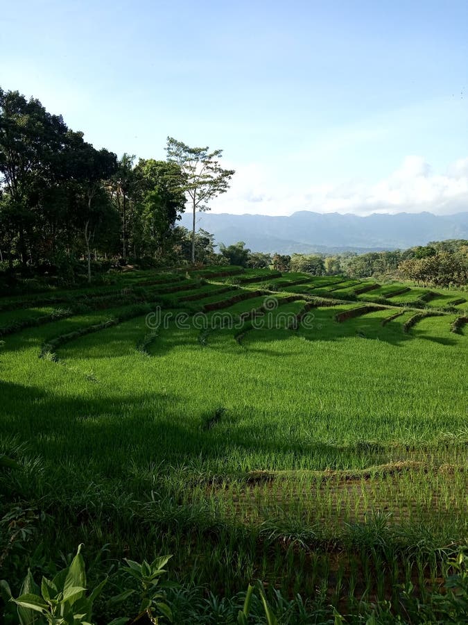 Beautiful Natural Scenery on a Stretch of Rice Fields Stock Photo ...