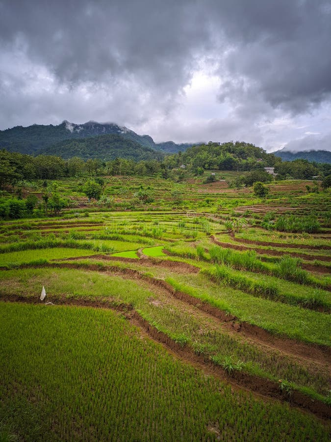 Beautiful View on Terraced Rice Fields Stock Image - Image of nature ...